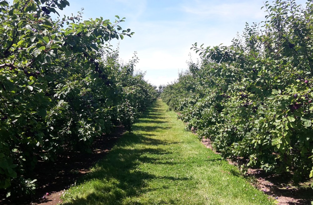 How to make jam – the hygge way – Hello Hygge